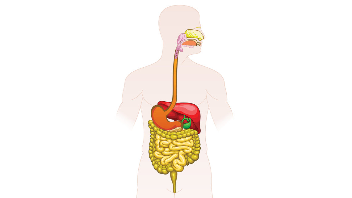 How to Make the Digestive System of Humans Healthy and Fine? - Gotonews