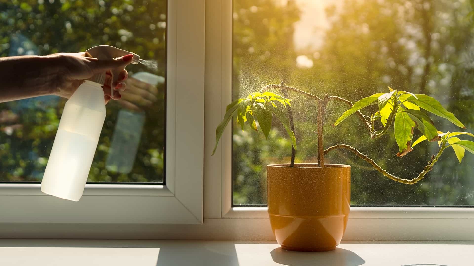 A Guide to Sunlight Health Benefits for human wellbeing